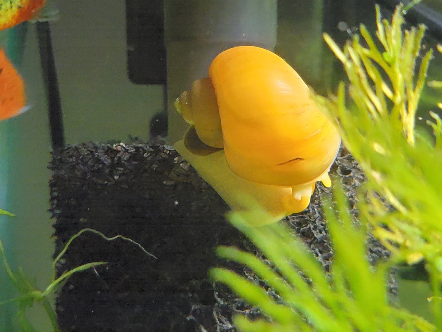 Mystery snails missing antenna after introducing amano shrimp - General ...
