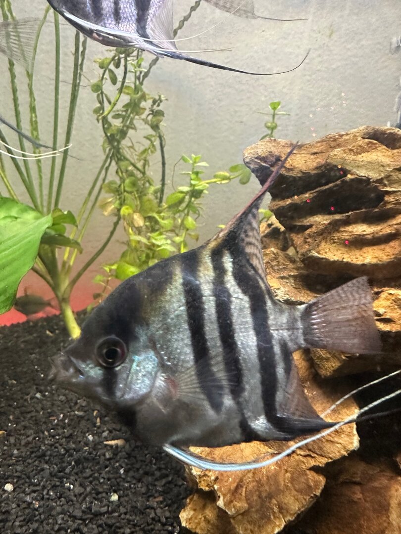 Angel fish fin rot/shimmying/closed fin - Diseases - Aquarium Co-Op Forum