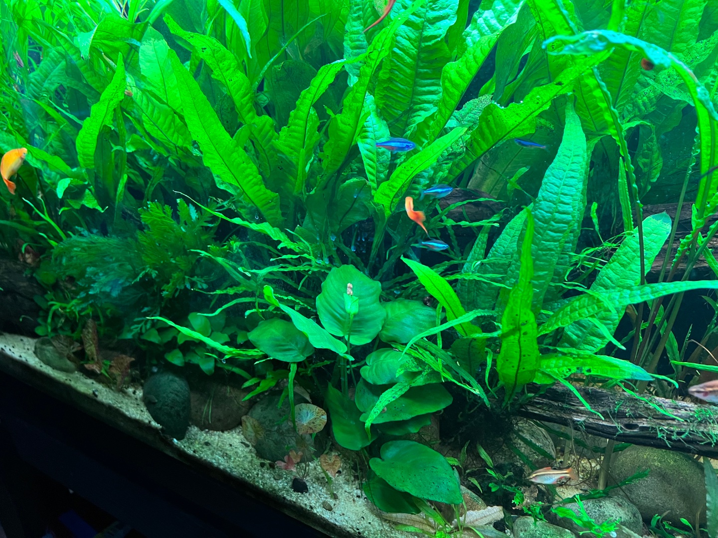 Newbie starting a freshwater planted aquarium - General Chat - Aquarium ...