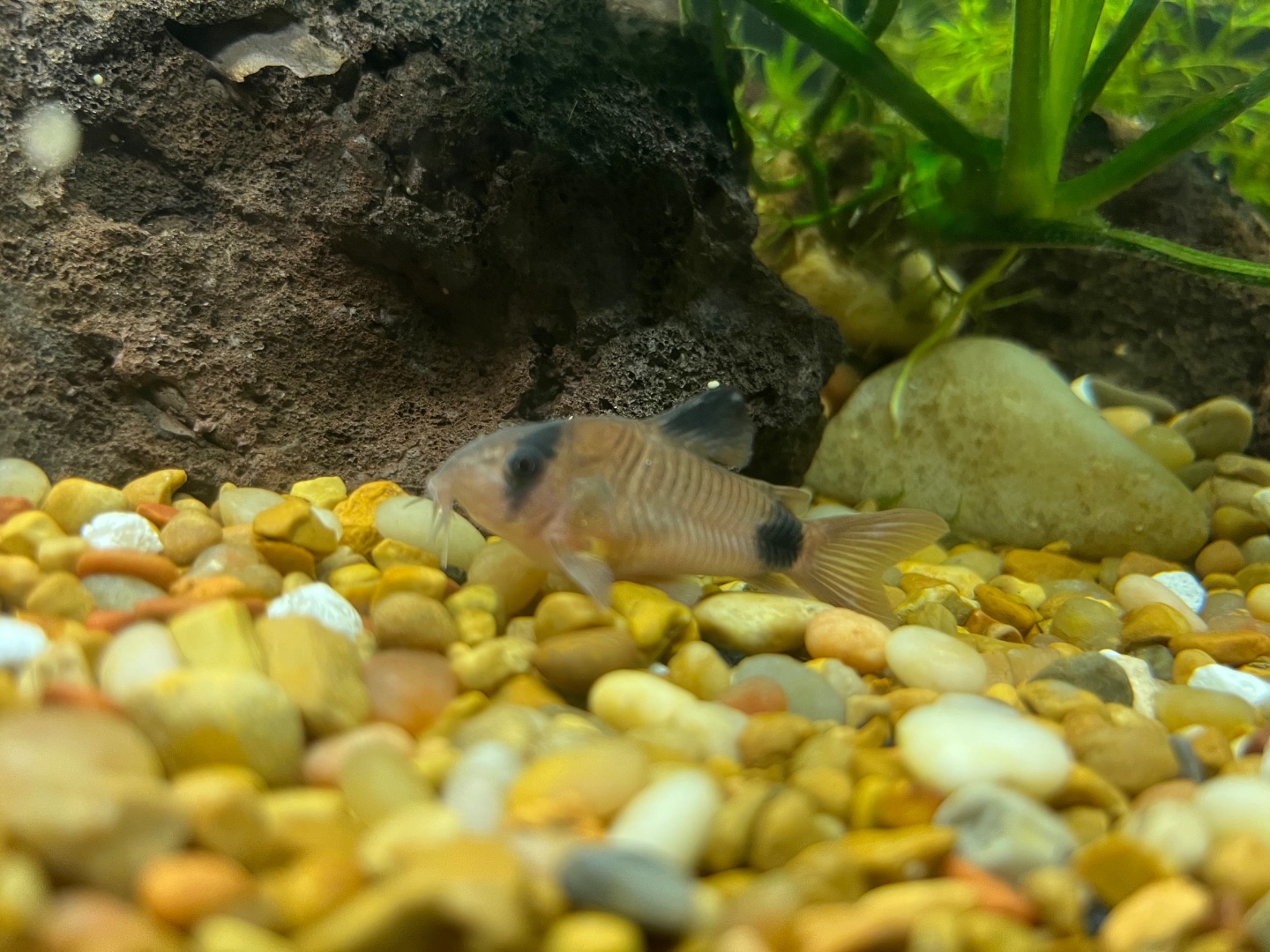 The Panda Cory Appreciation Society🐼 - Page 15 - General Chat ...