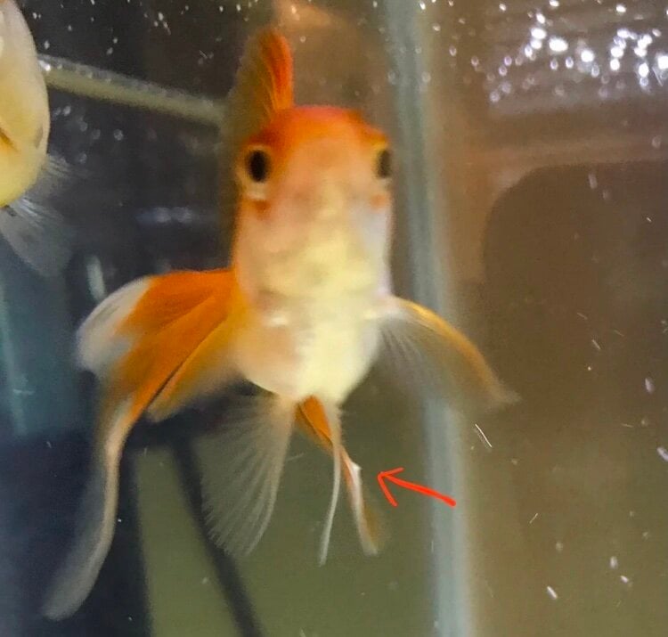Mysterious white spots on Goldfish fins - Diseases - Aquarium Co-Op Forum