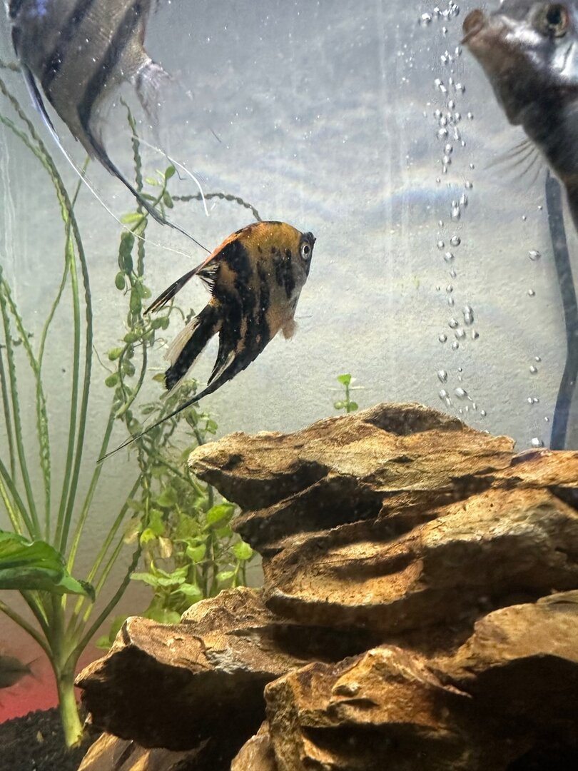 Angel fish fin rot/shimmying/closed fin - Diseases - Aquarium Co-Op Forum