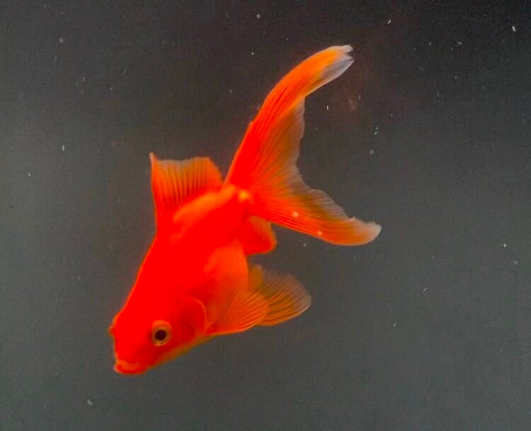 Mysterious white spots on Goldfish fins - Diseases - Aquarium Co-Op Forum