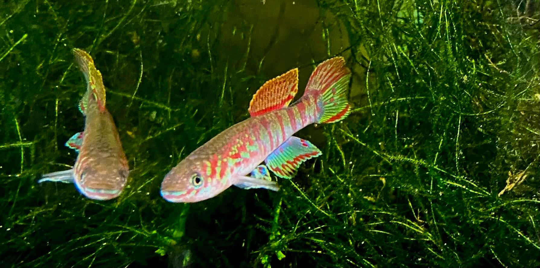 Bolivian ram & Dwarf Flag Cichlid (Laetacara curviceps) - General Chat ...