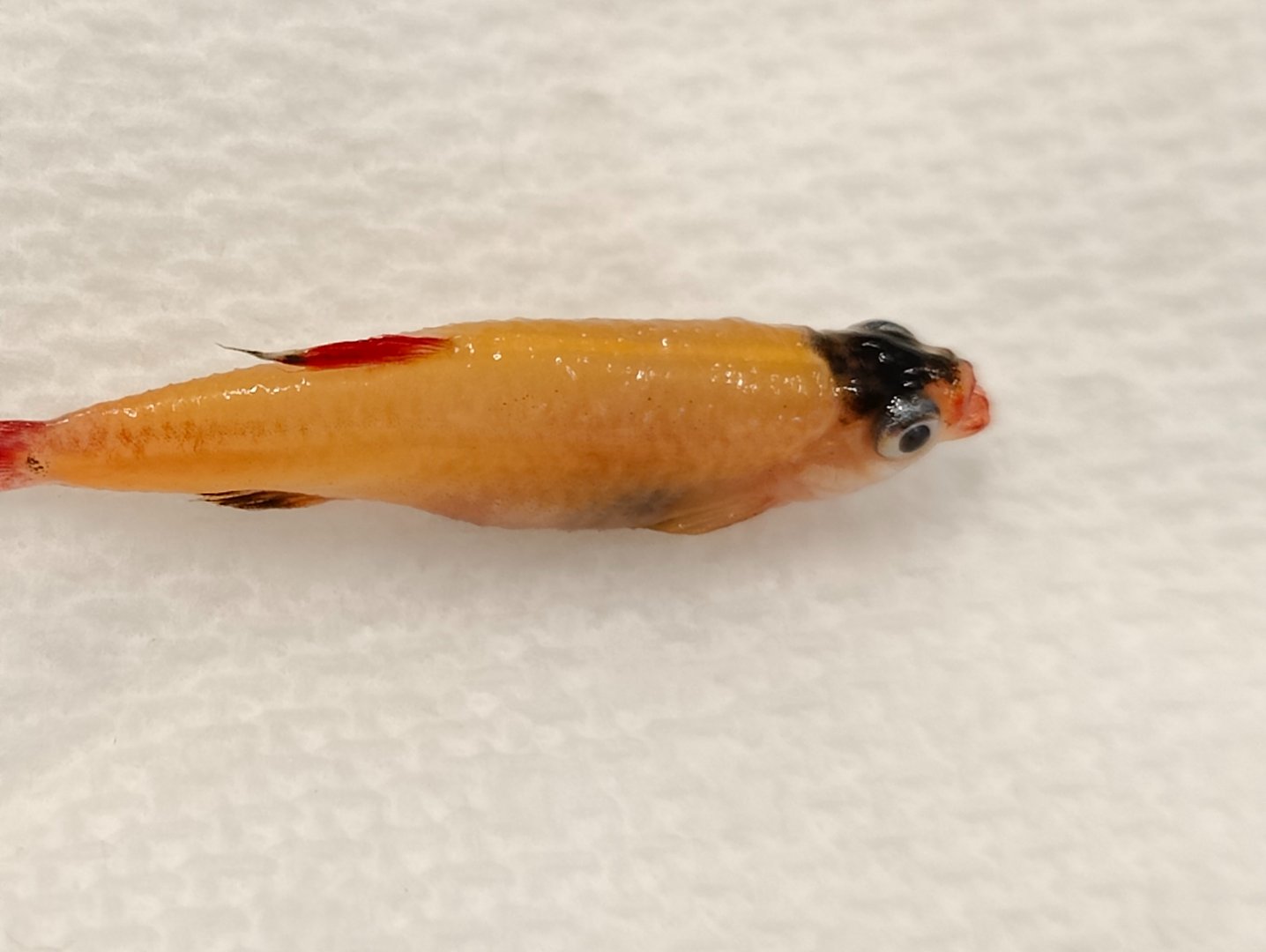 Update: White Cloud with spot on his head passed away (warning: dead ...