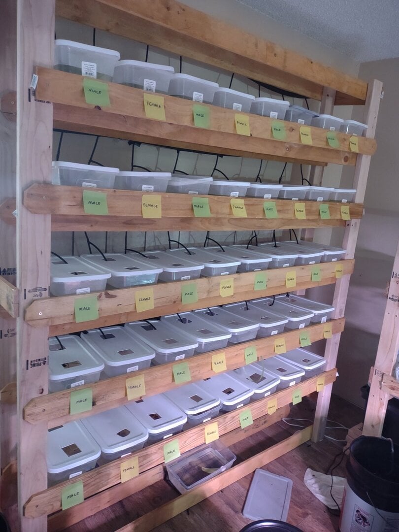 New to breeding - Photos, Videos & Journals - Aquarium Co-Op Forum