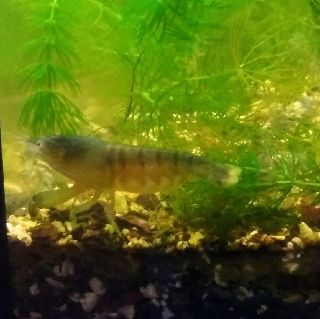Who are your “shy guys” fish? - Photos, Videos & Journals - Aquarium Co ...