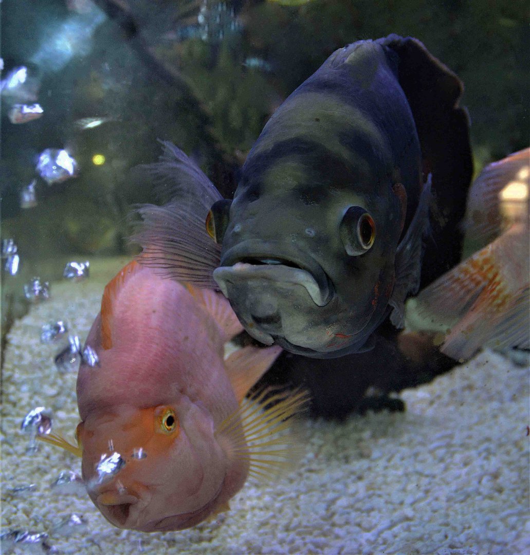 King Kong or Just Fat? - General Chat - Aquarium Co-Op Forum