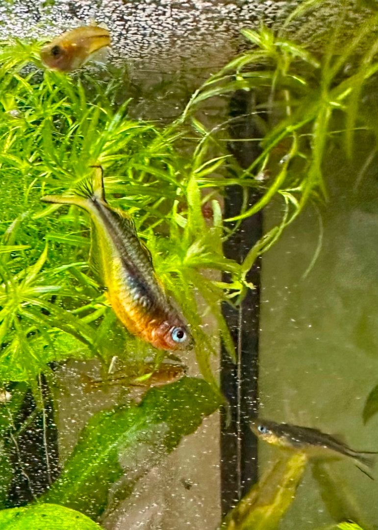 Forktail Rainbowfish with Swim Bladder Issue? - Diseases - Aquarium Co ...