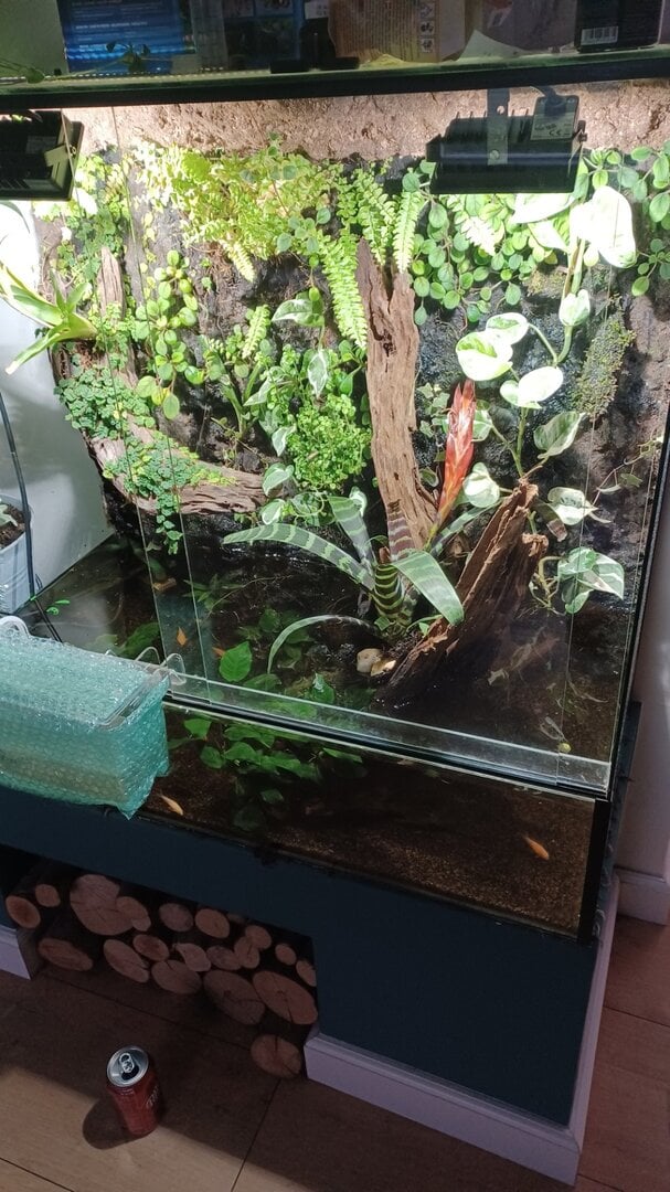 Has anyone set up a paludarium ? - General Chat - Aquarium Co-Op Forum