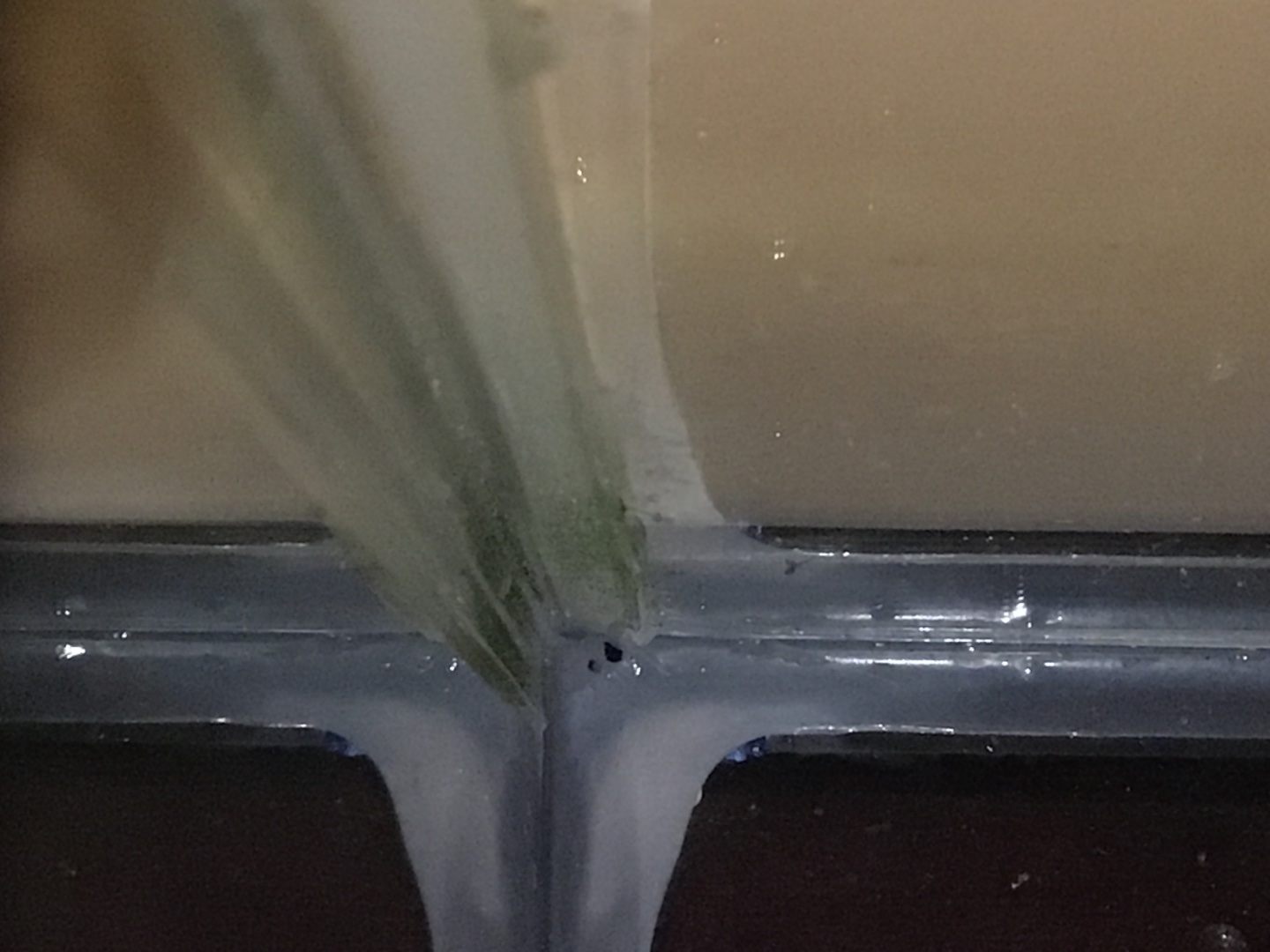 Is this a bad seal? - General Chat - Aquarium Co-Op Forum
