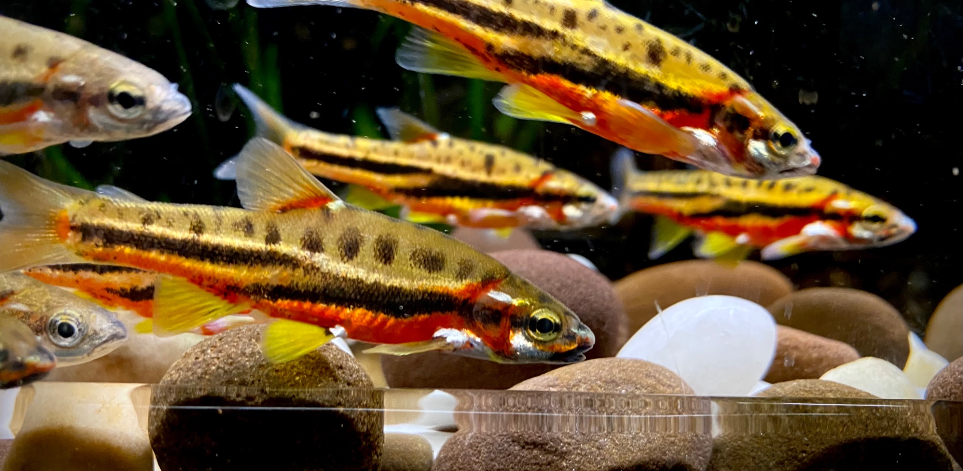 Oxygen for Shipping Fish - Photos, Videos & Journals - Aquarium Co-Op Forum