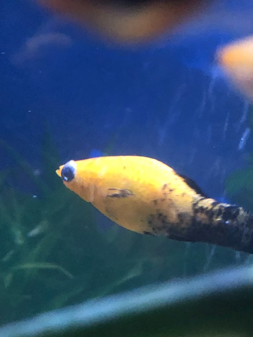 Molly Fish Turning Yellow
