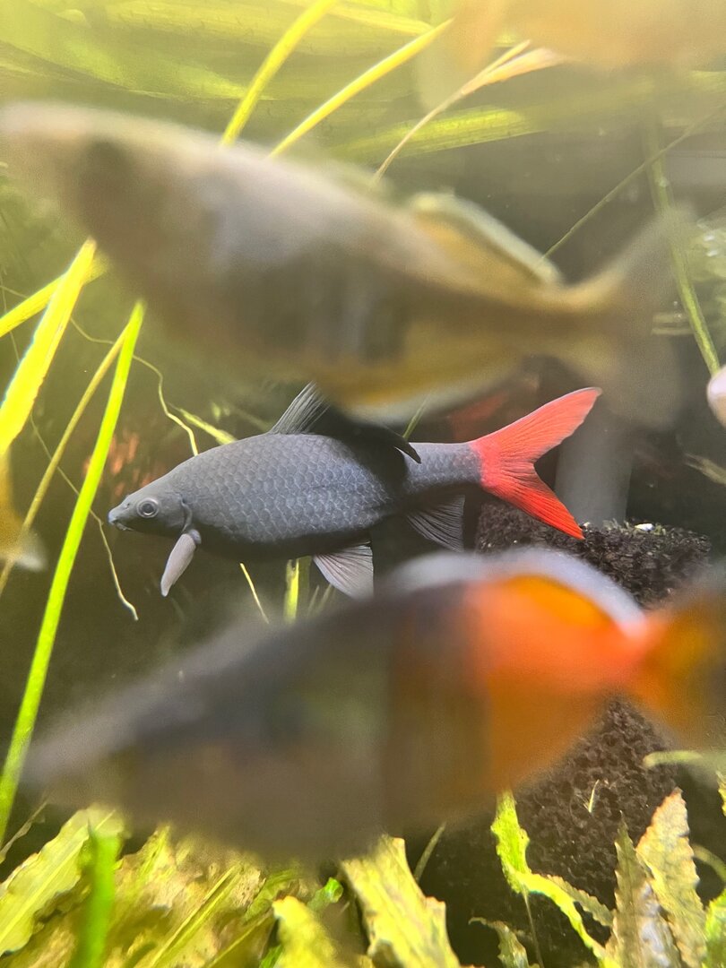 Redtail shark seems to be sick - Diseases - Aquarium Co-Op Forum