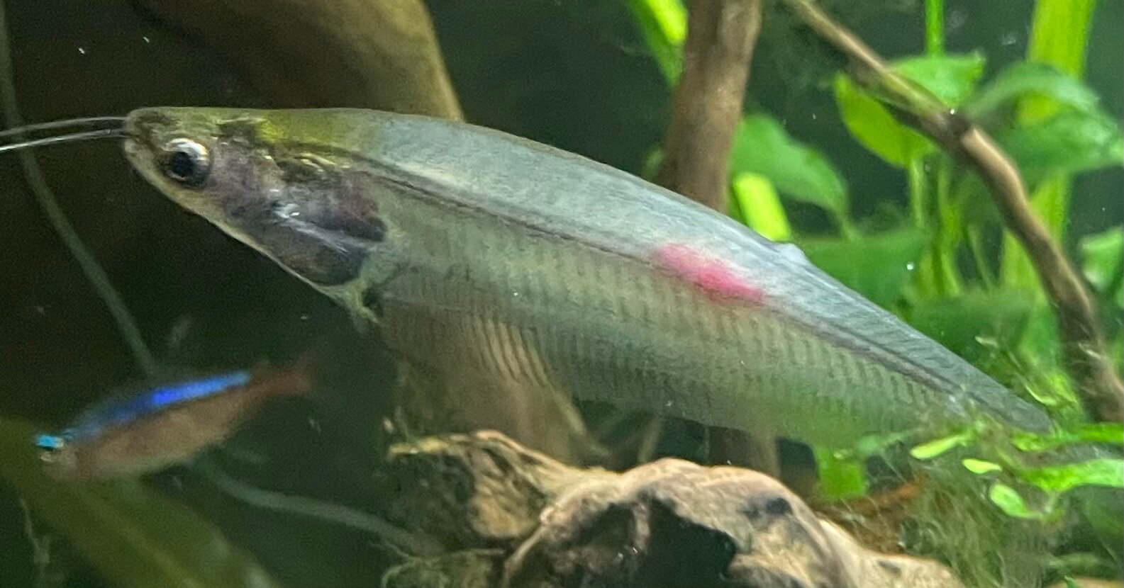 Glass catfish red lump around spine - Diseases - Aquarium Co-Op Forum