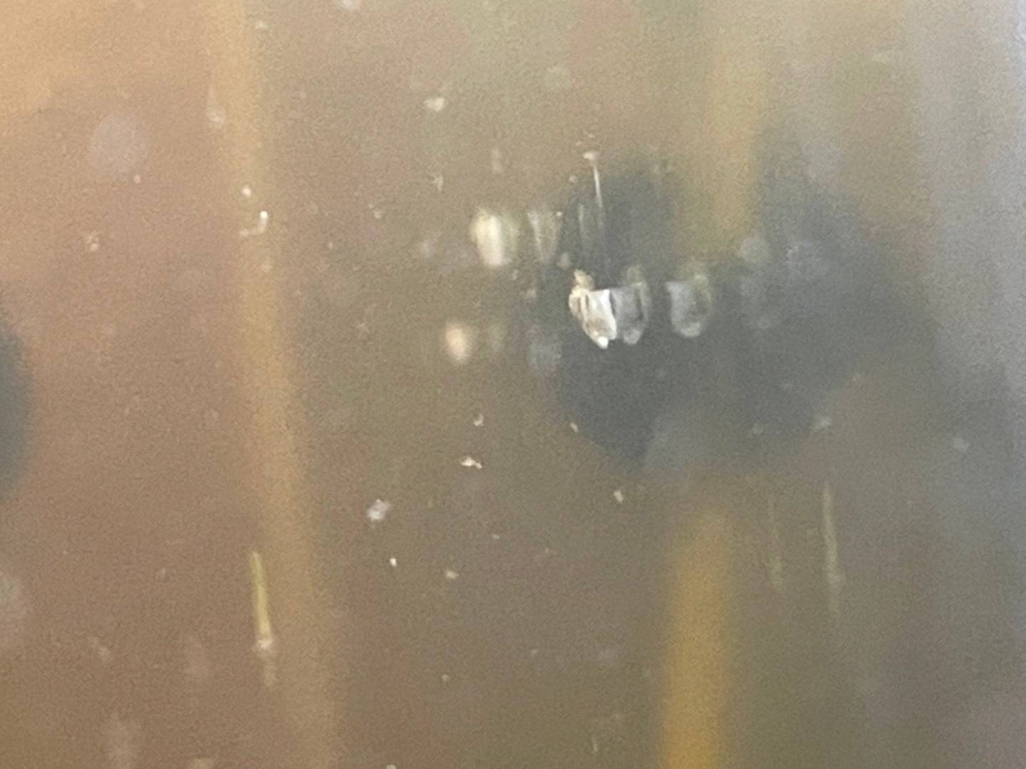 Identify these little buggers - General Chat - Aquarium Co-Op Forum