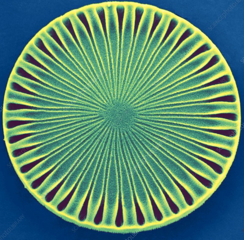 Diatom Art - Off Topic General - Aquarium Co-Op Forum