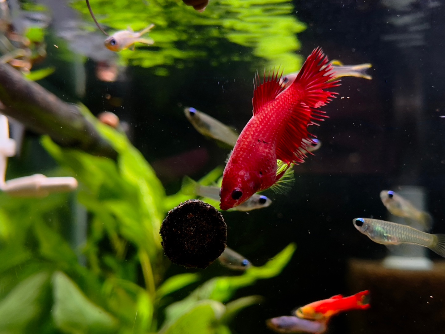 40 breeder practice scape with nano fish - Photos, Videos & Journals ...