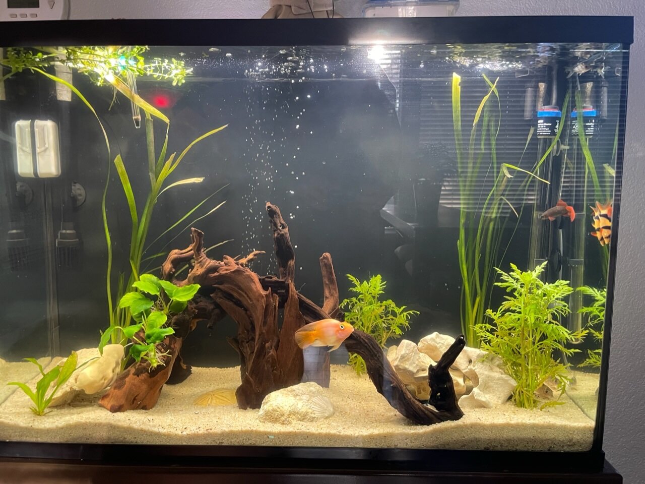 Fluval 3.0 setting suggestions for 45 gallon tall - Plants, Algae, and ...