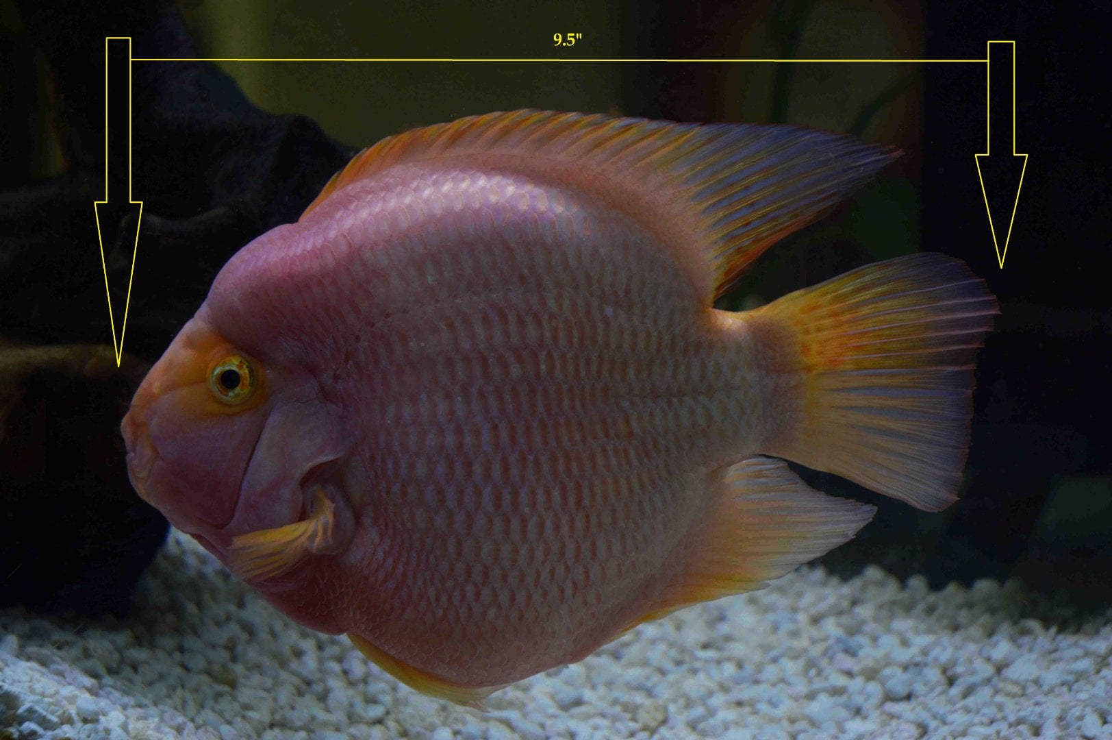 King Kong or Just Fat? - General Chat - Aquarium Co-Op Forum