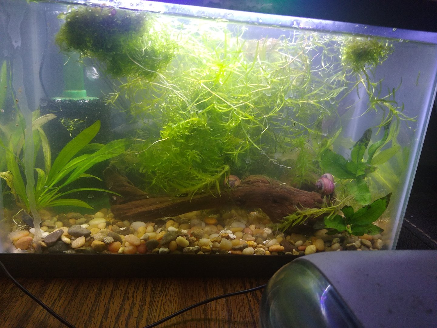 New magenta mystery snail clutch. - Page 8 - Photos, Videos & Journals ...