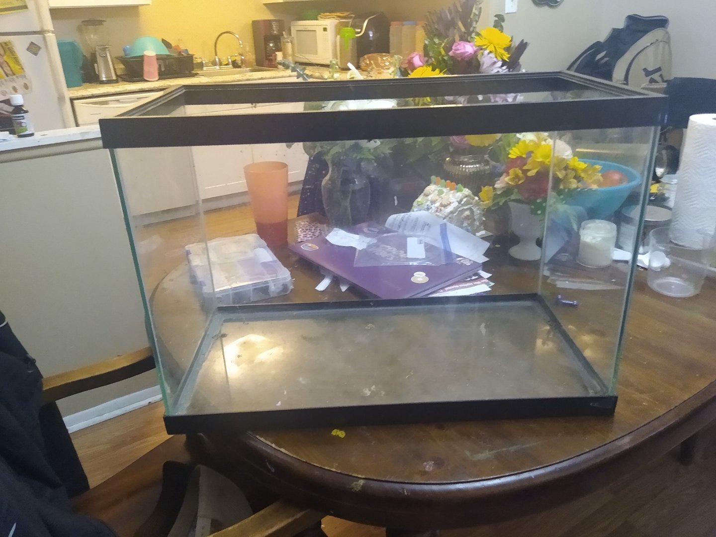 New magenta mystery snail clutch. - Page 8 - Photos, Videos & Journals ...