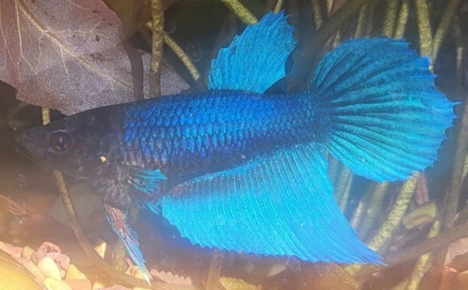 Female blue betta bloated for a month - General Chat - Aquarium Co-Op Forum