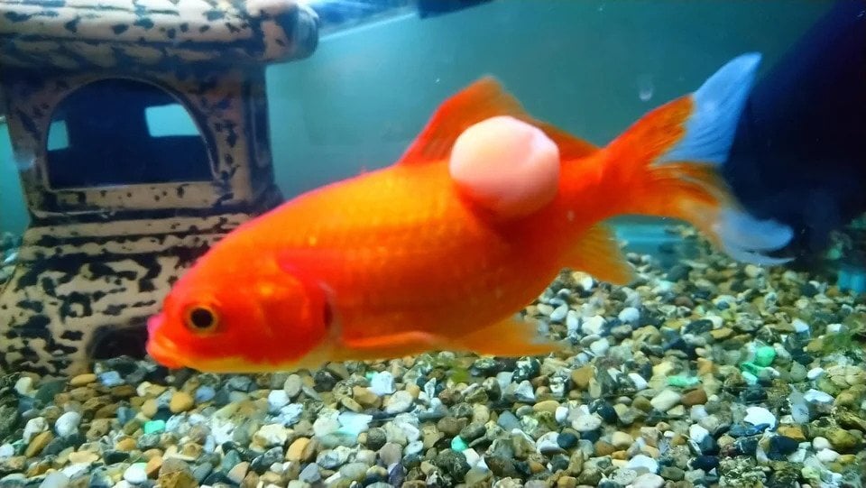 Goldfish Tumor - General Chat - Aquarium Co-Op Forum