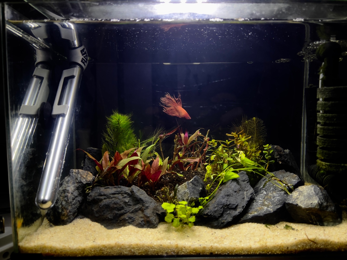 20g long red tank - Photos, Videos & Journals - Aquarium Co-Op Forum