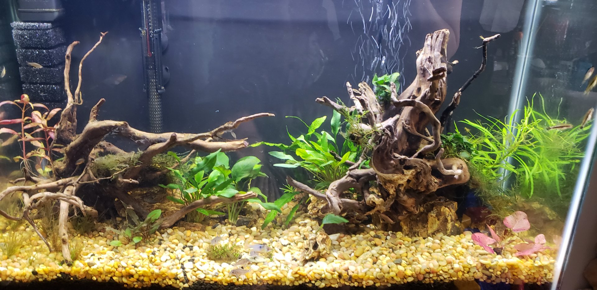 Advice for balancing new planted tank - Plants, Algae, and Fertilizers ...