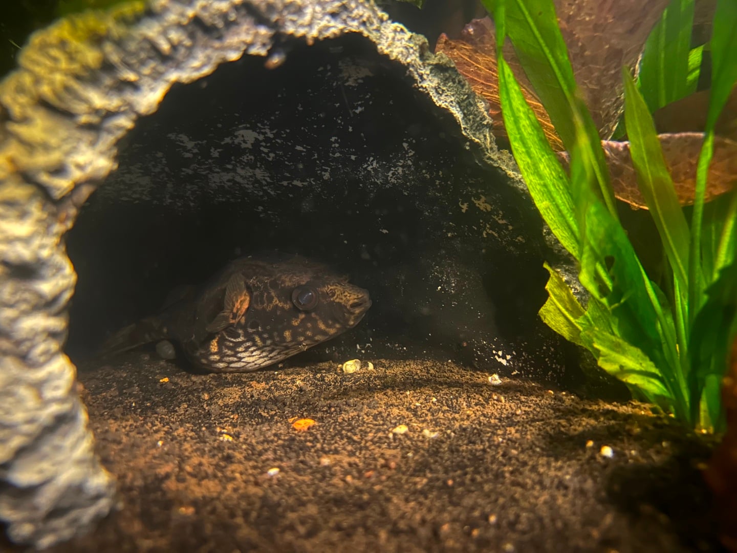 Dragon Puffer Tank Journal - Photos, Videos & Journals - Aquarium Co-Op ...