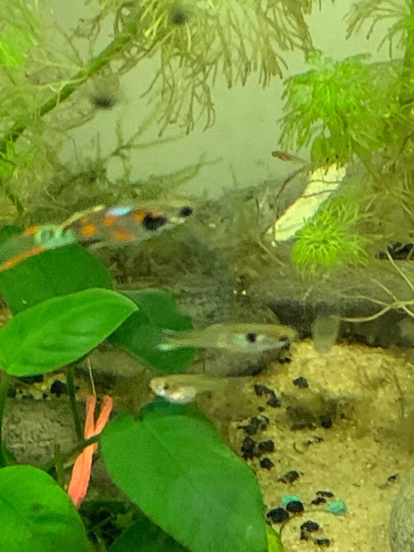 Favorite Shoaling Speicies - General Chat - Aquarium Co-Op Forum