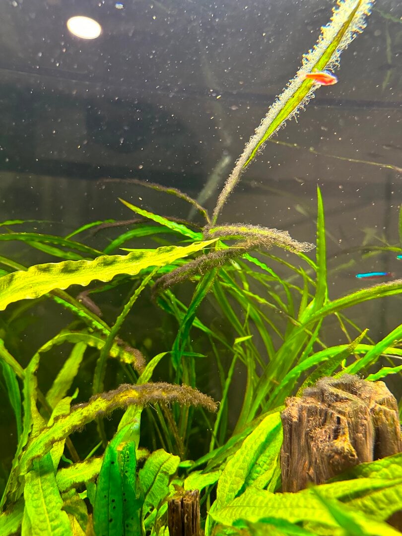 BBA? - Plants, Algae, and Fertilizers - Aquarium Co-Op Forum