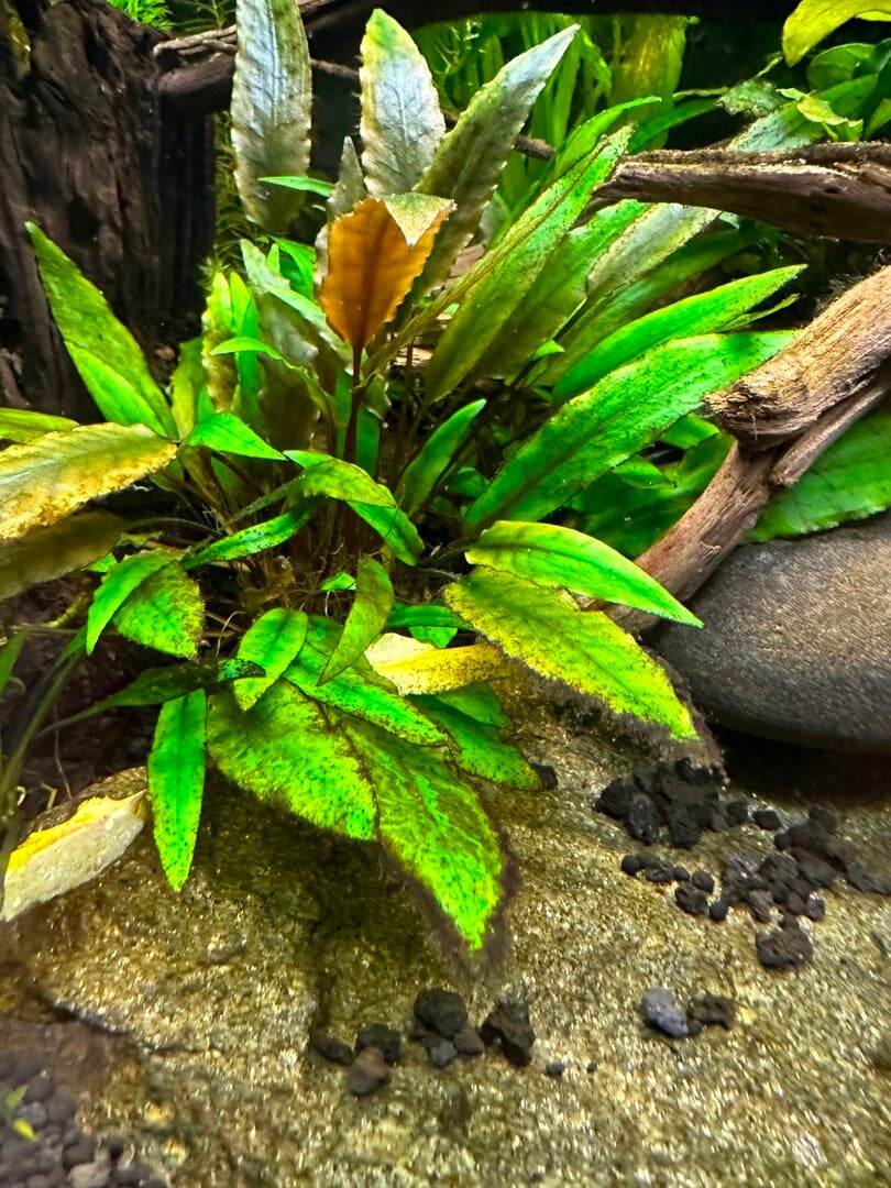 BBA? - Plants, Algae, and Fertilizers - Aquarium Co-Op Forum