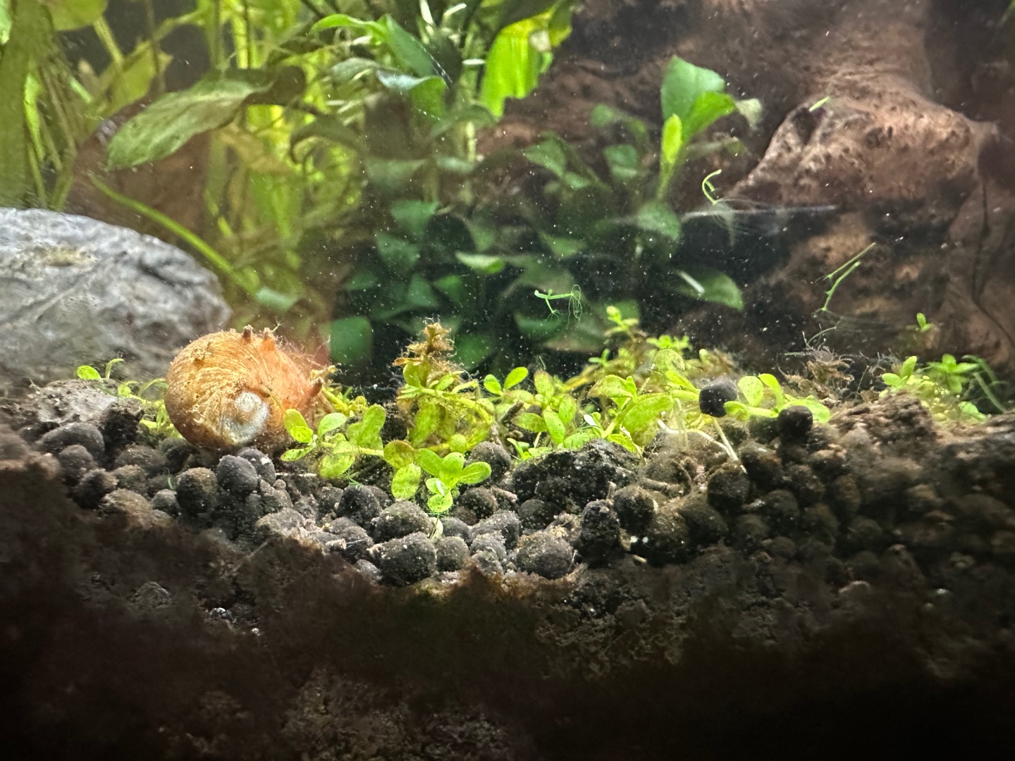Major Hydra issue! - Plants, Algae, and Fertilizers - Aquarium Co-Op Forum