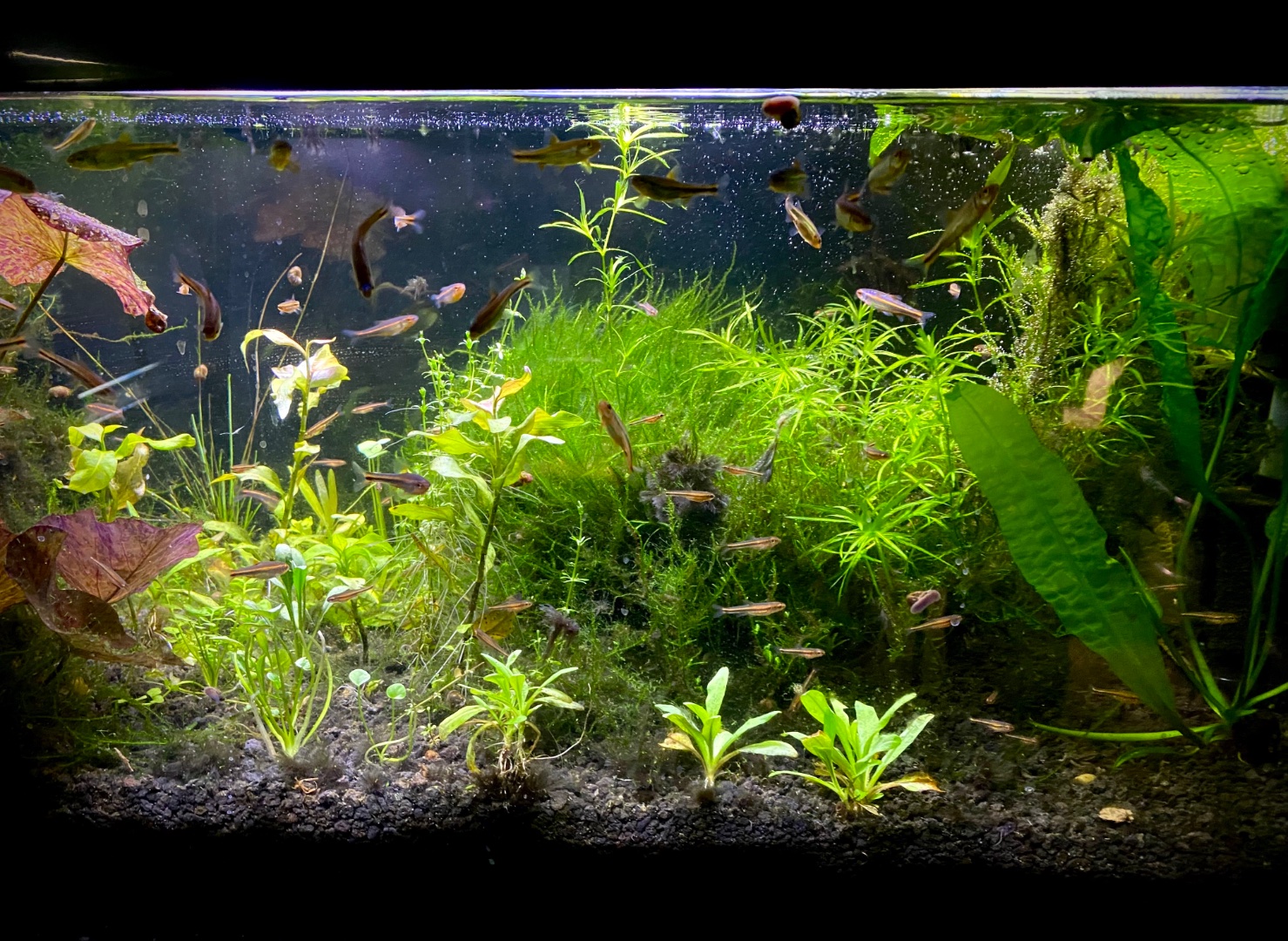 Some Interesting Plants 🌱 - Plants, Algae, and Fertilizers - Aquarium ...