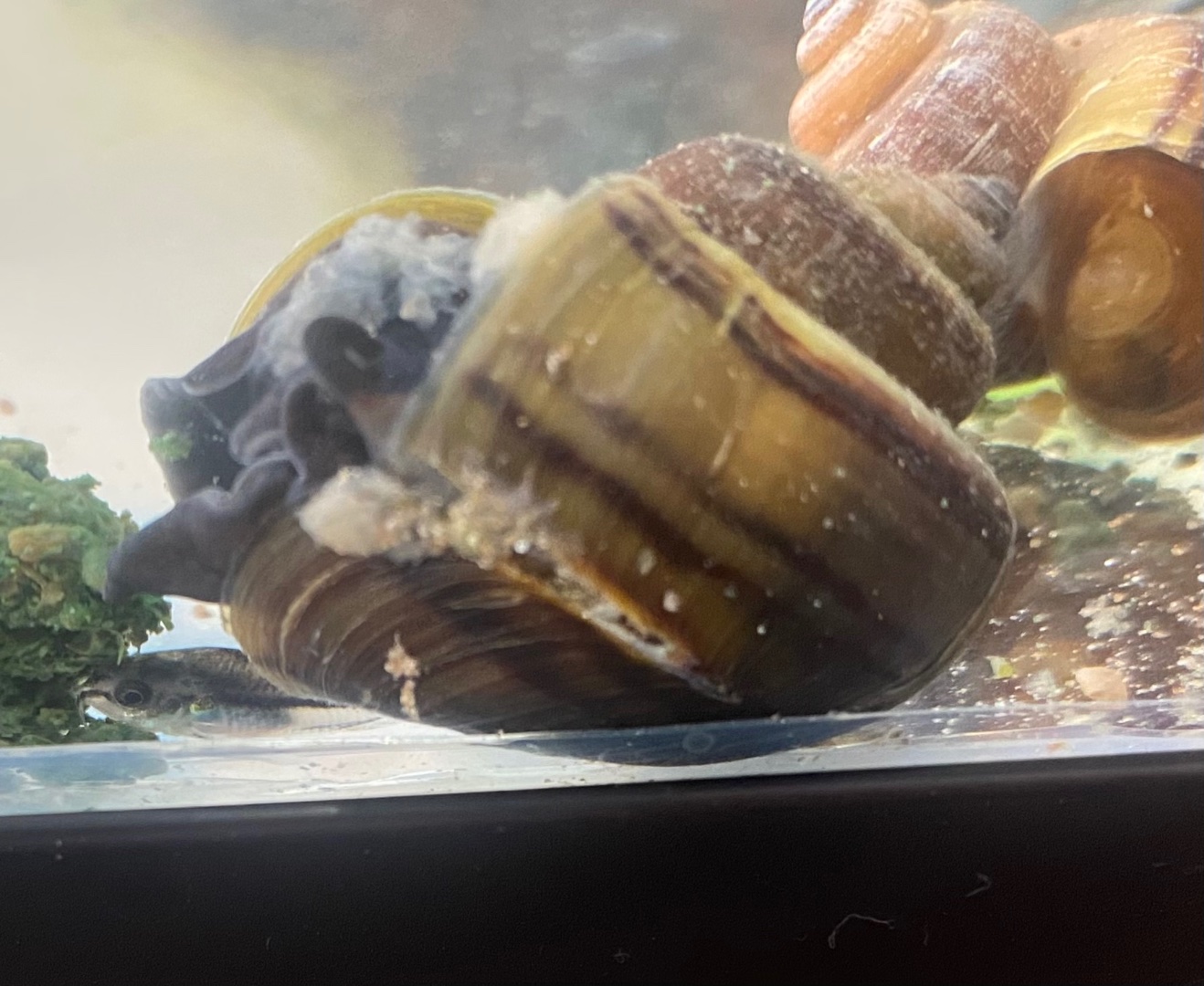 Snail looks weird… what should I do? - General Chat - Aquarium Co-Op Forum