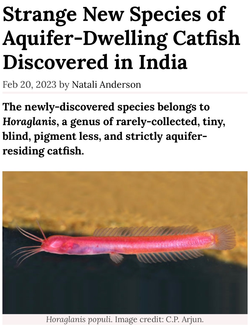 Fascinating new Catfish Species… - General Chat - Aquarium Co-Op Forum
