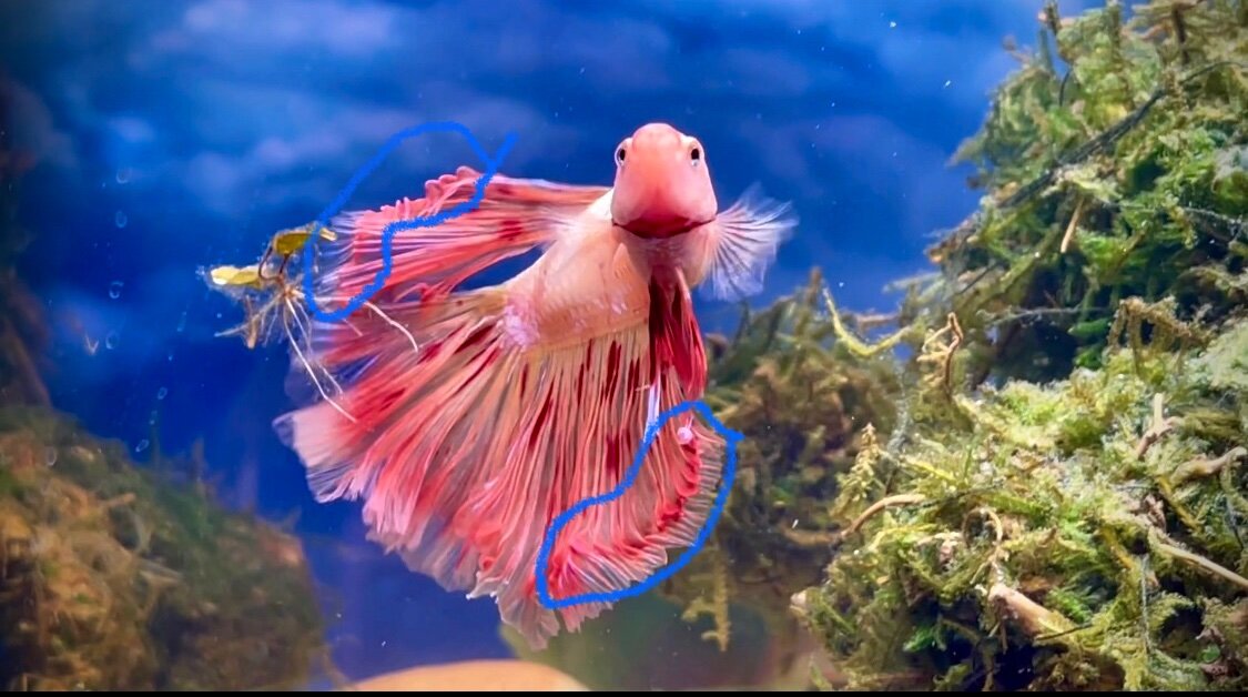 Betta inflammation and white tips: fin rot? Seek treatment advice ...