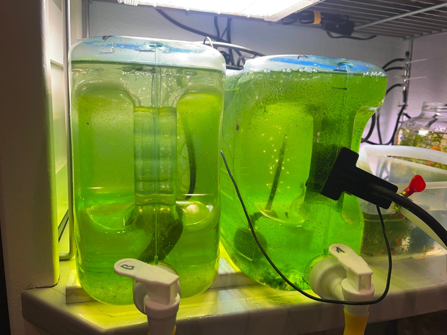 Any ideas to refine this moina/daphnia culture approach? - Photos ...