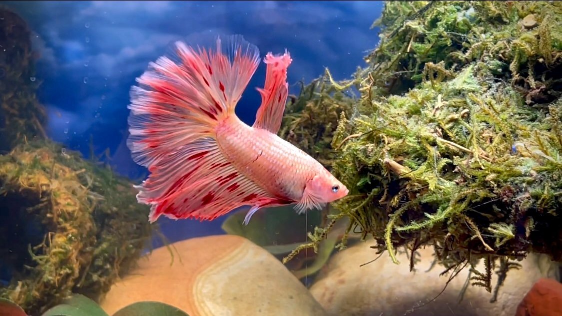 Betta inflammation and white tips: fin rot? Seek treatment advice ...
