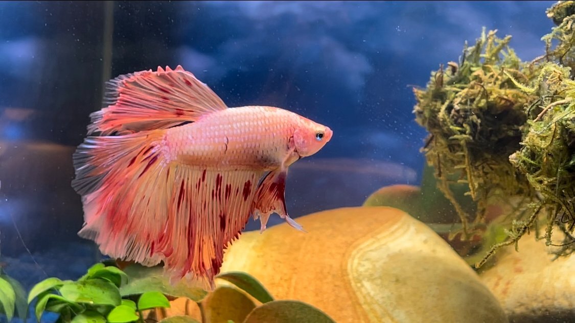 Betta inflammation and white tips: fin rot? Seek treatment advice ...