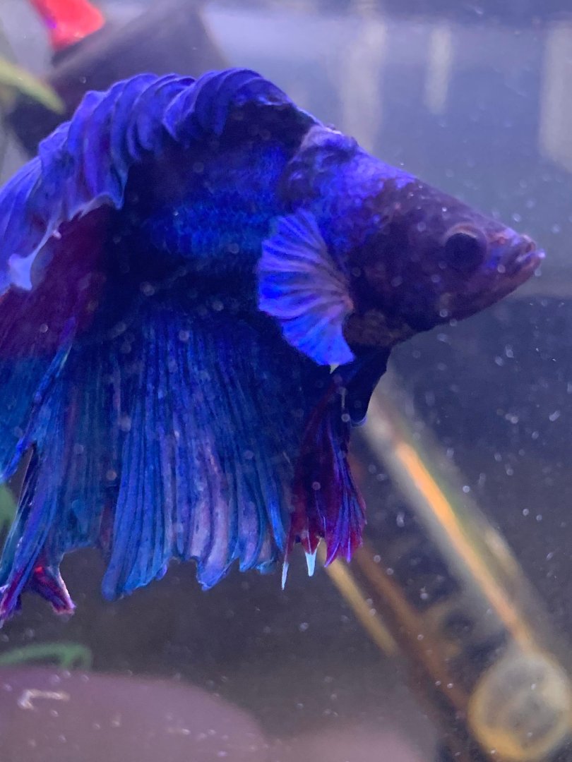 Lump on Betta Fish? - Diseases - Aquarium Co-Op Forum