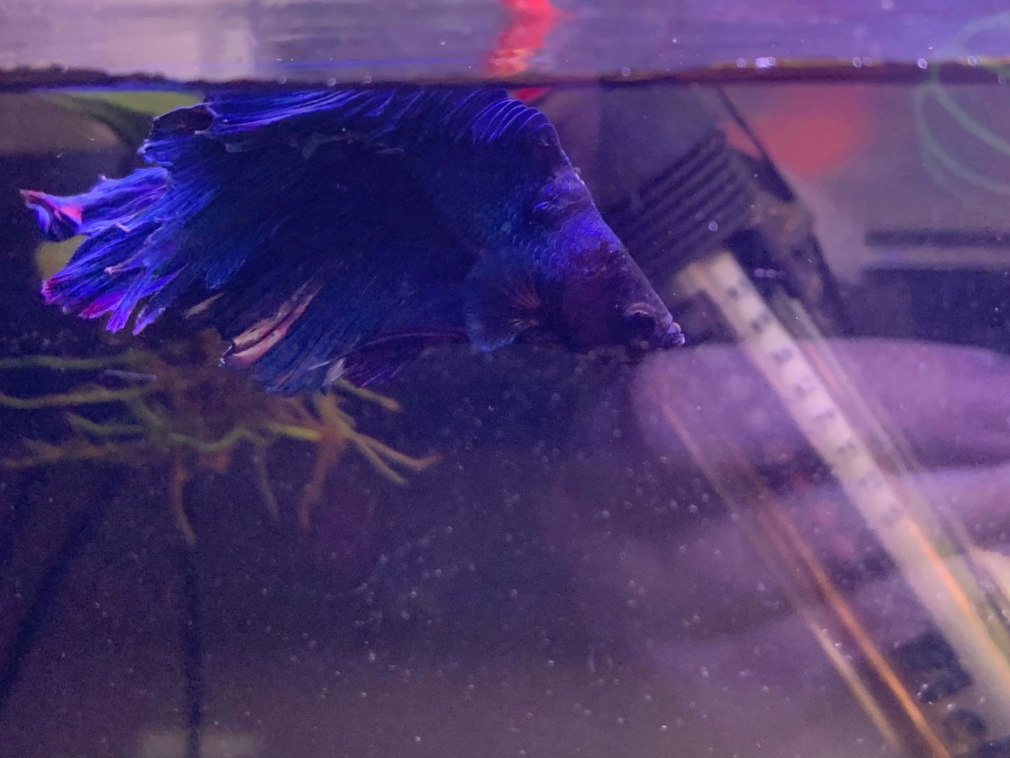 Lump on Betta Fish? - Diseases - Aquarium Co-Op Forum
