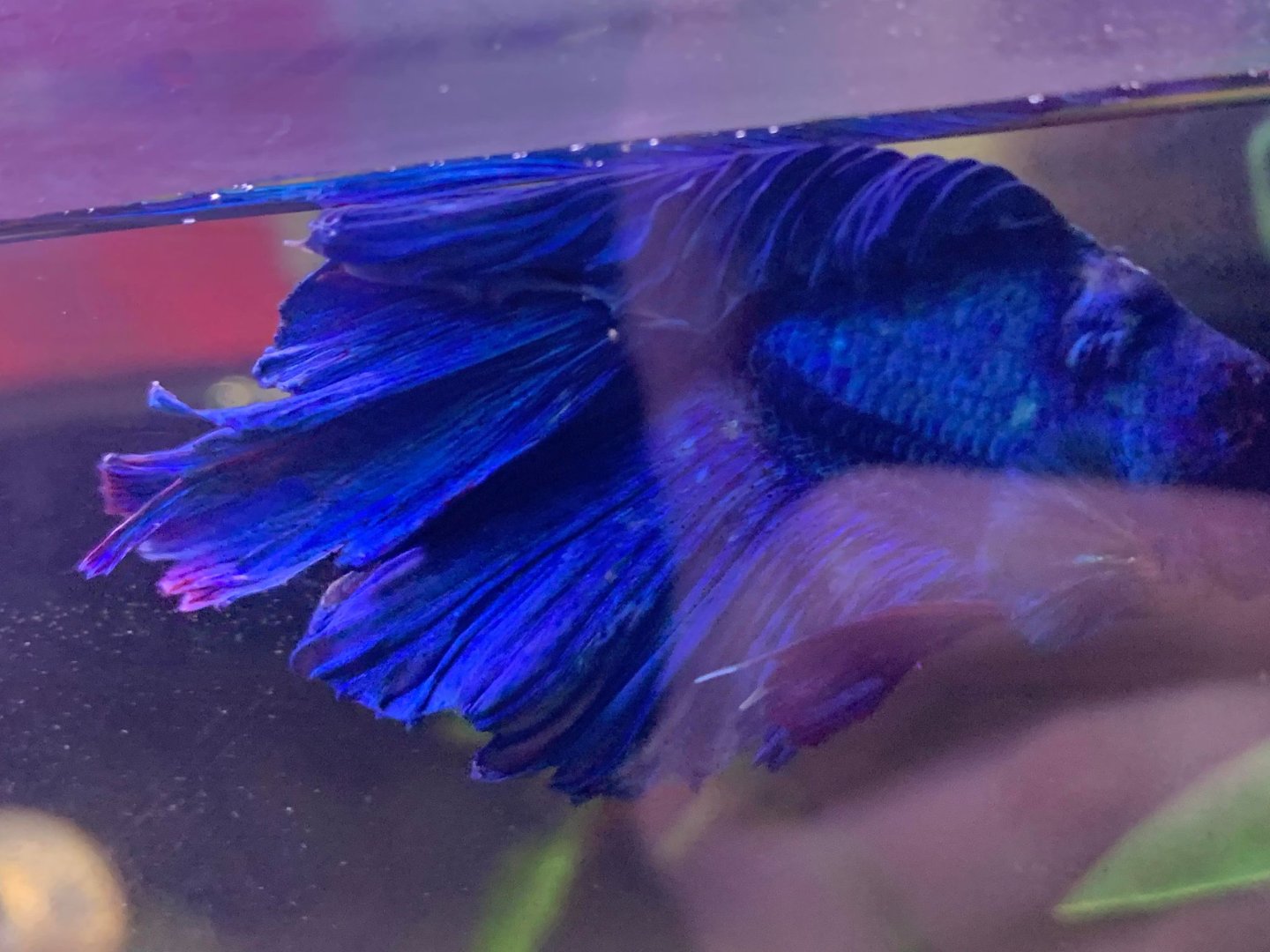 Lump on Betta Fish? - Diseases - Aquarium Co-Op Forum