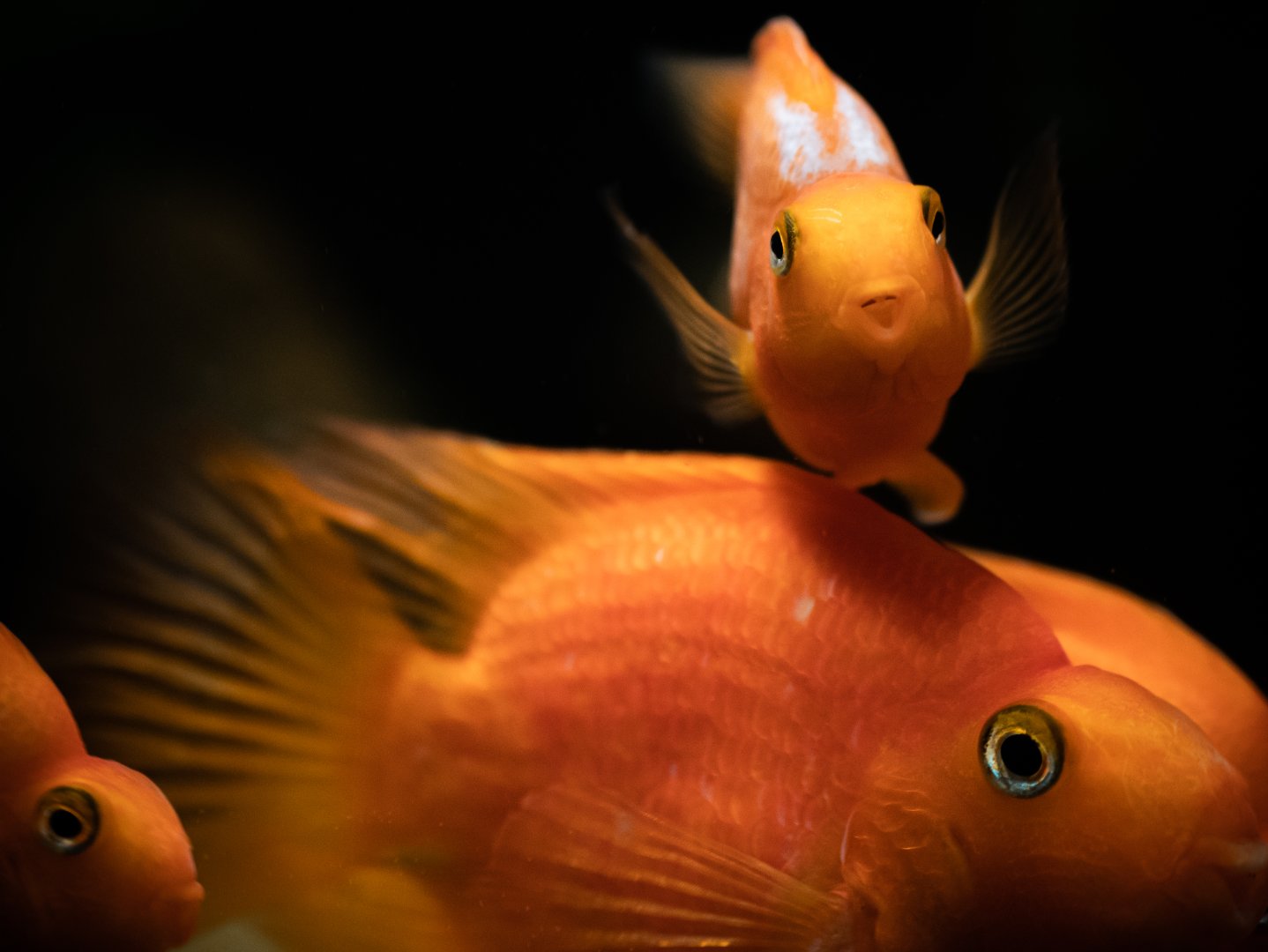 Favorite Fish Photo? - Page 3 - Photos, Videos & Journals - Aquarium Co ...