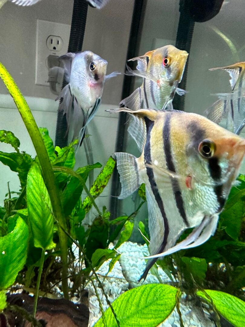 Sick Angel fish - Diseases - Aquarium Co-Op Forum