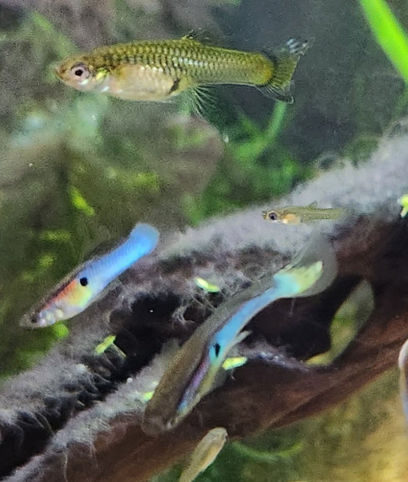 Show off your pipsqueaks! - Page 10 - General Chat - Aquarium Co-Op Forum