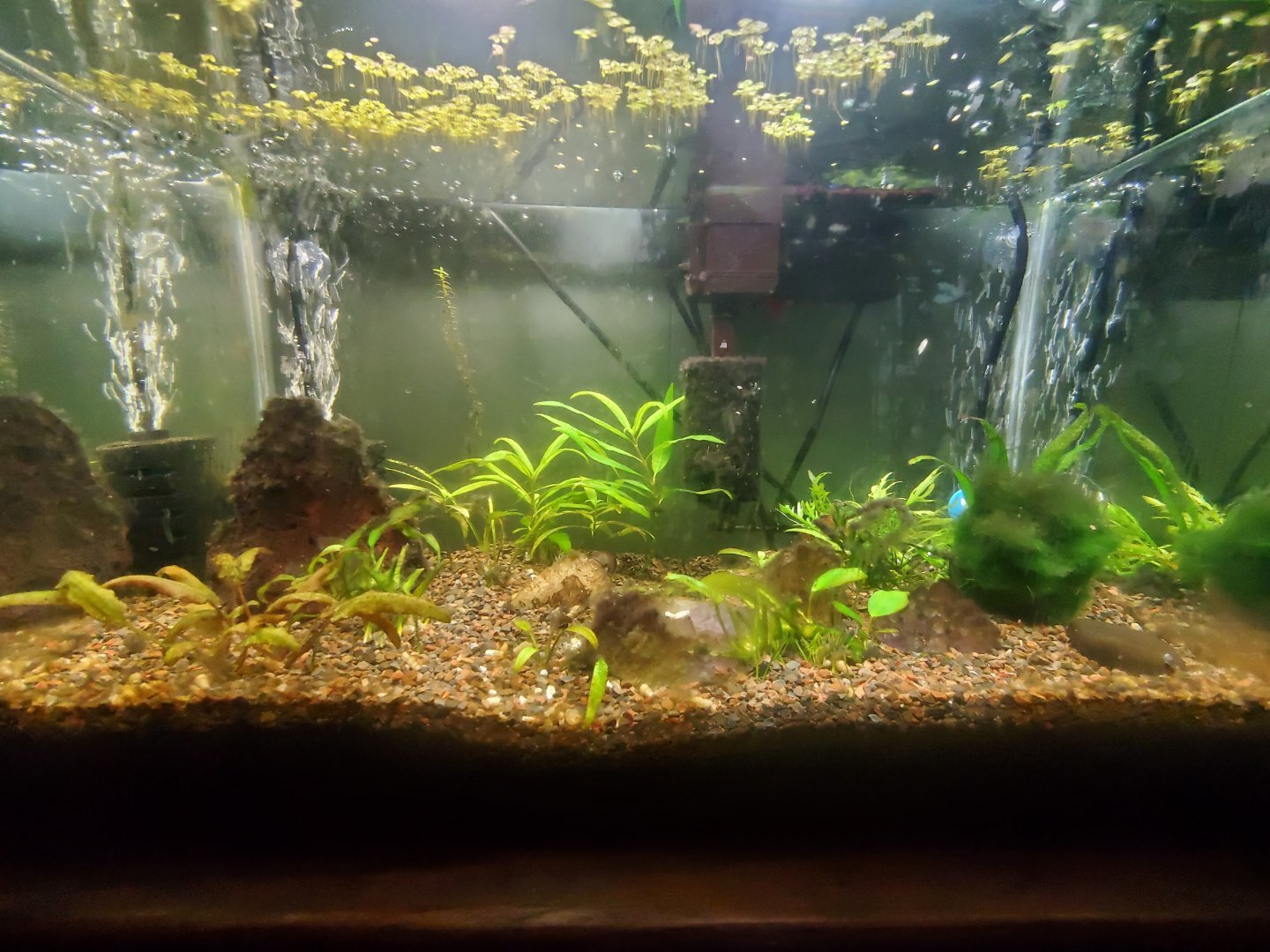 Multi Tank Rehab - Photos, Videos & Journals - Aquarium Co-Op Forum