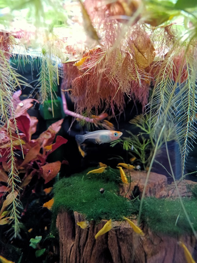 What is this green fluffy stuff? - Plants, Algae, and Fertilizers ...